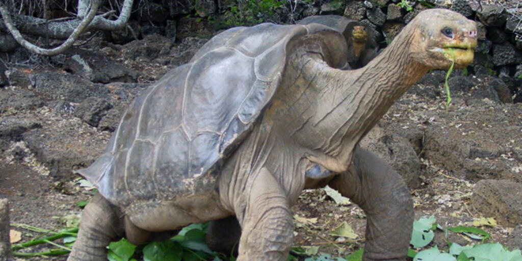 Pinta Island Tortoise Pinta Island Tortoise