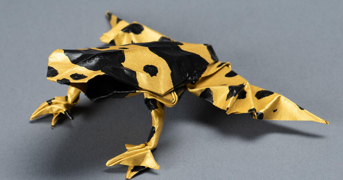 Learn Origami: How-To Videos | American Museum of Natural History