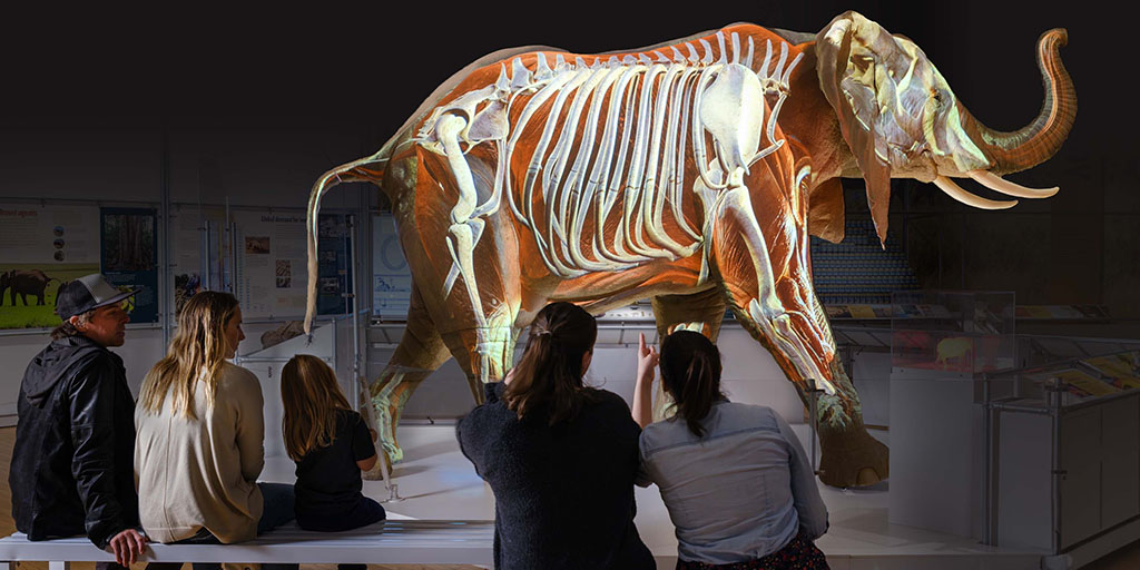 The Secret World of Elephants Exhibition | AMNH