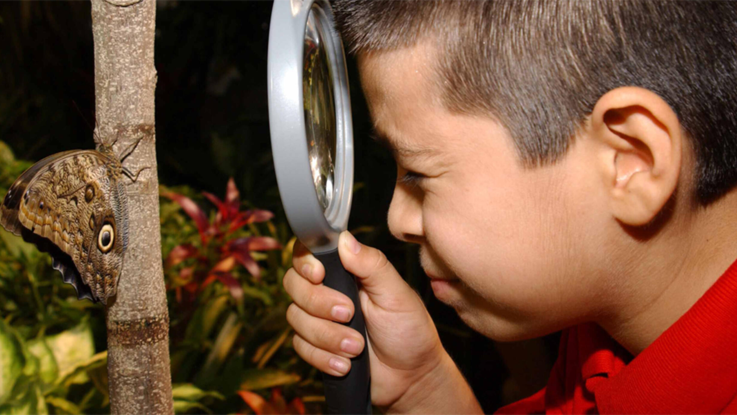 Educator Resources: The Butterfly Conservatory | AMNH