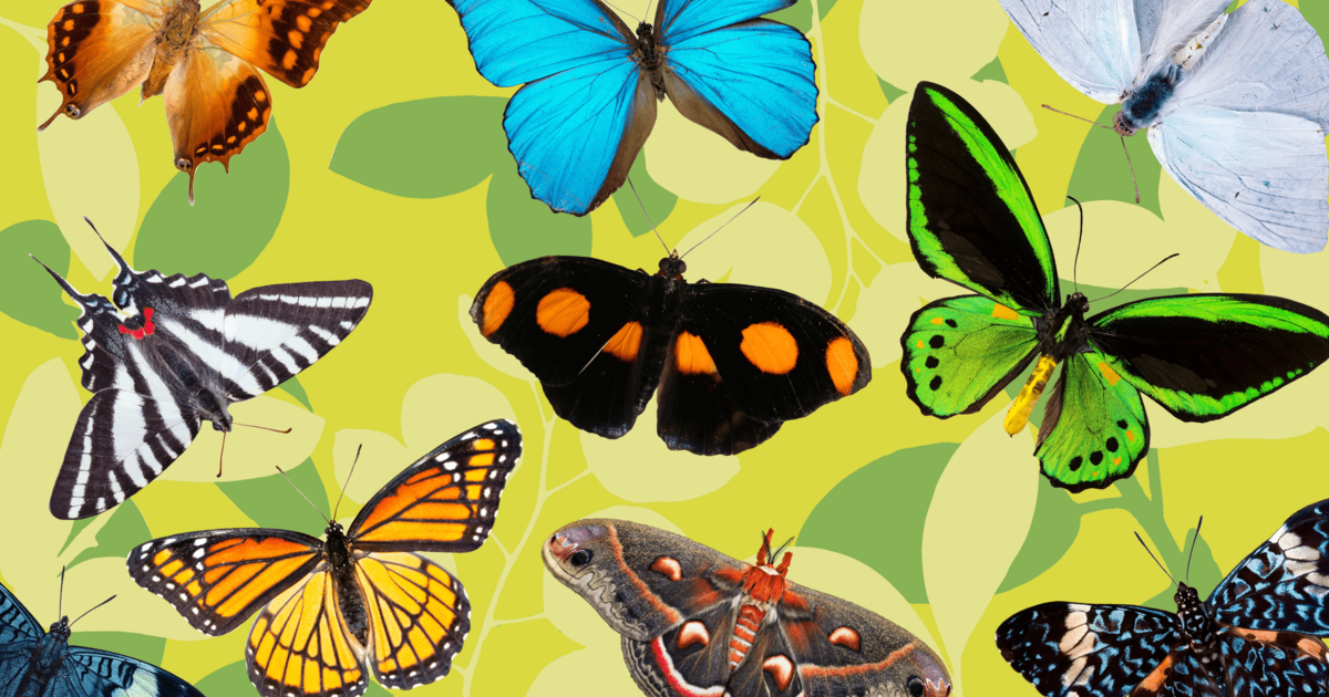 Educator Resources: Butterfly Vivarium | AMNH