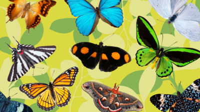 Educator Resources: Butterfly Vivarium | AMNH