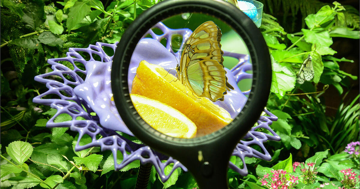 Virtual Field Trip: Butterfly Conservatory | AMNH