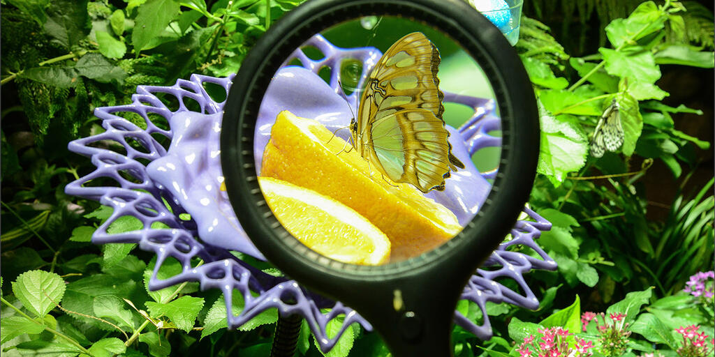 how to draw butterfly park