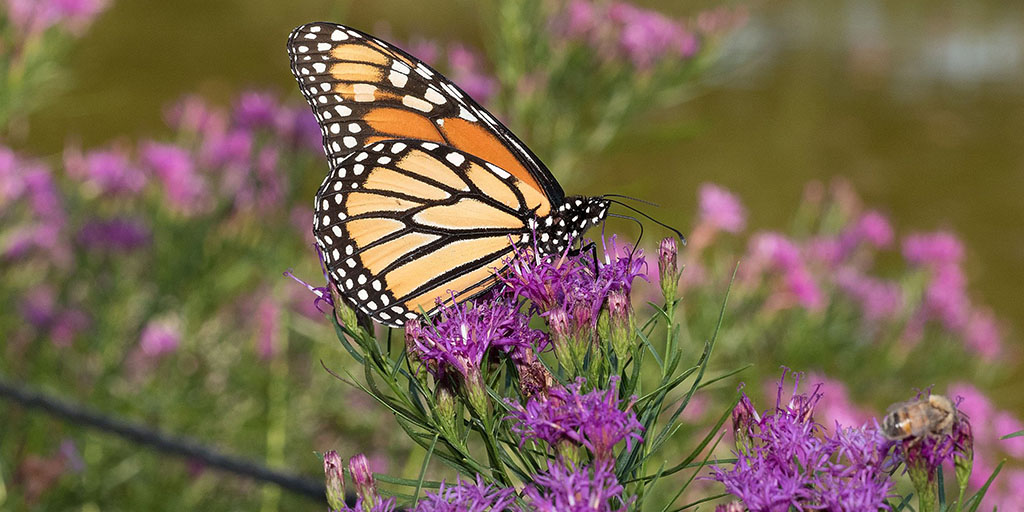 Grow a Butterfly Garden | American Museum of Natural History