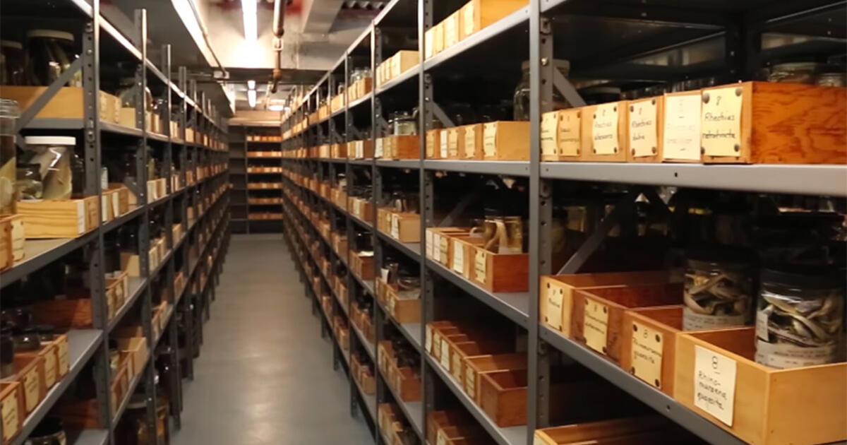 Herpetology Collections | AMNH