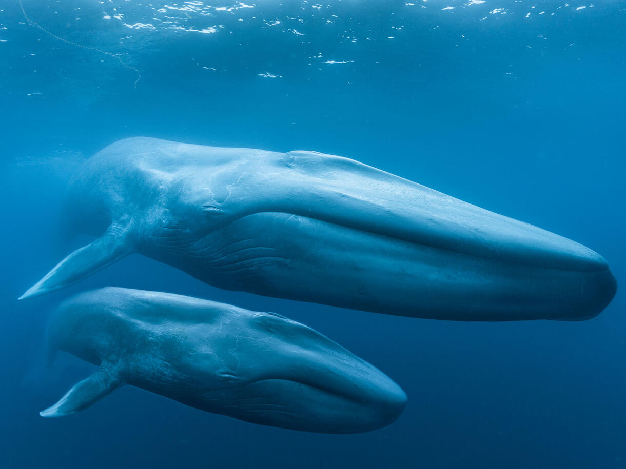 Blue Whales: Return of the Giants – Giant Screen Film | AMNH