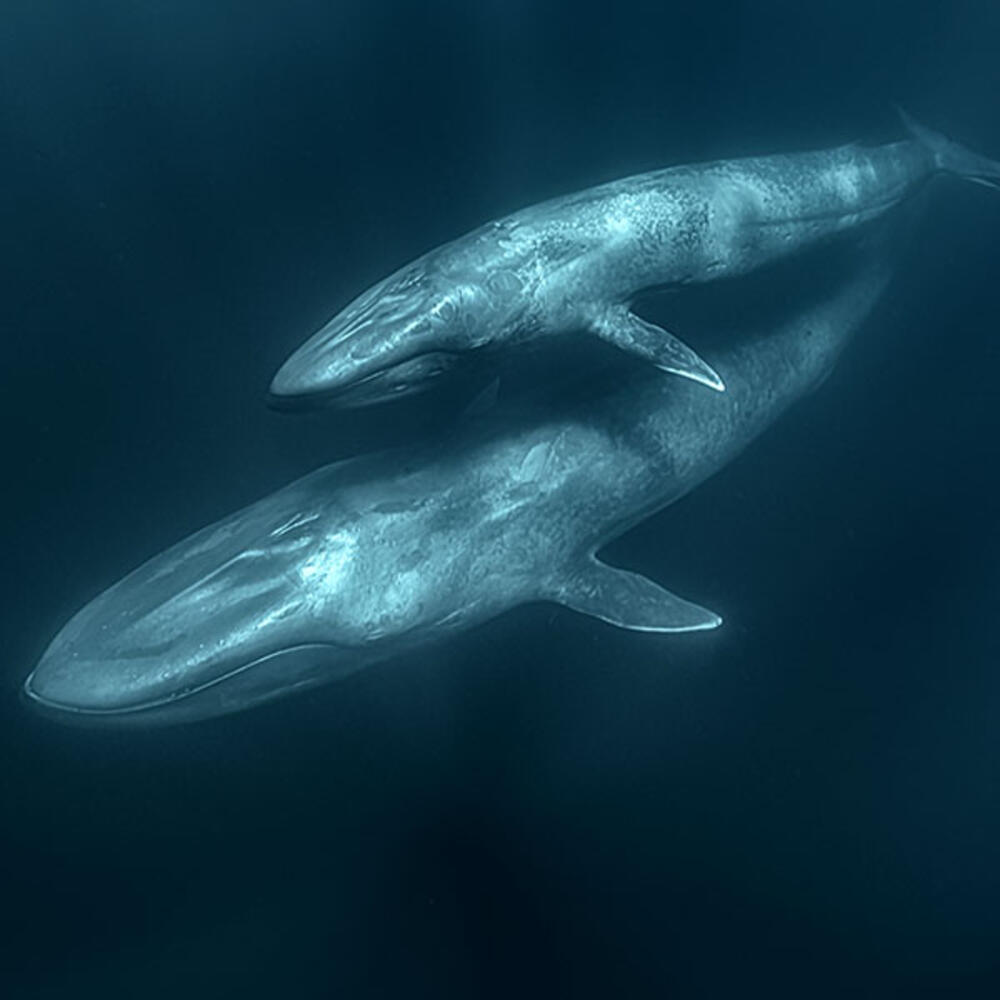 Blue Whales: Return of the Giants – Giant Screen Film | AMNH