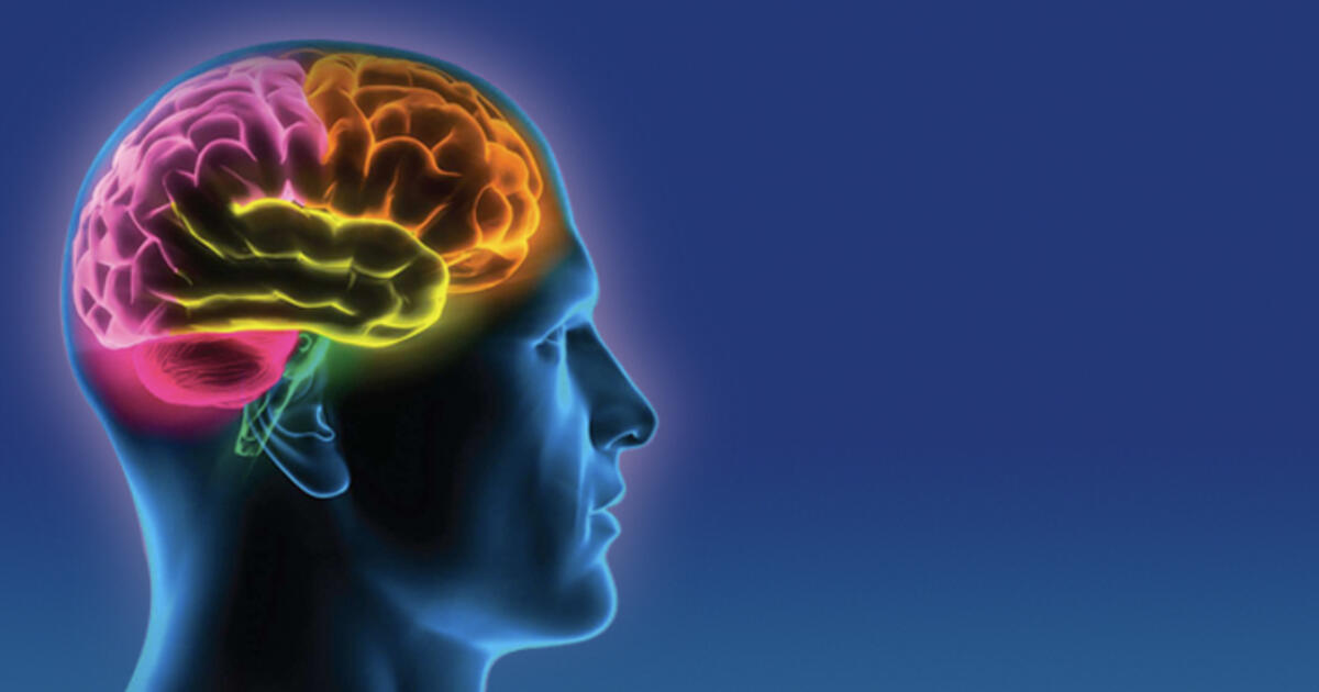 [DIAGRAM] Diagram Of Inside Of Brain - MYDIAGRAM.ONLINE