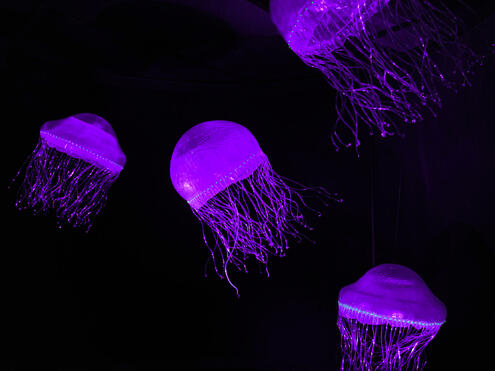 Creatures of Light: Bioluminescent Animals Exhibition | AMNH