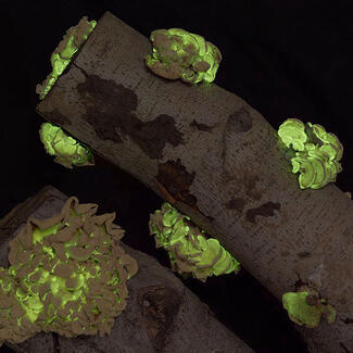 Creatures of Light: Bioluminescent Animals Exhibition | AMNH