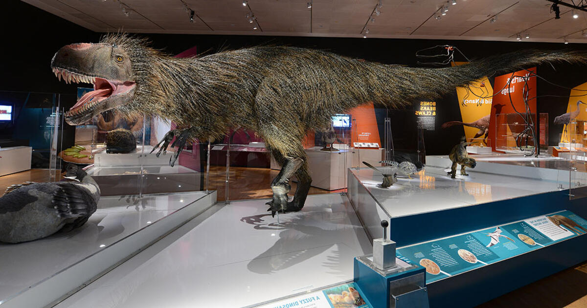 Dinosaur Feathers: Useful Adaptation | AMNH