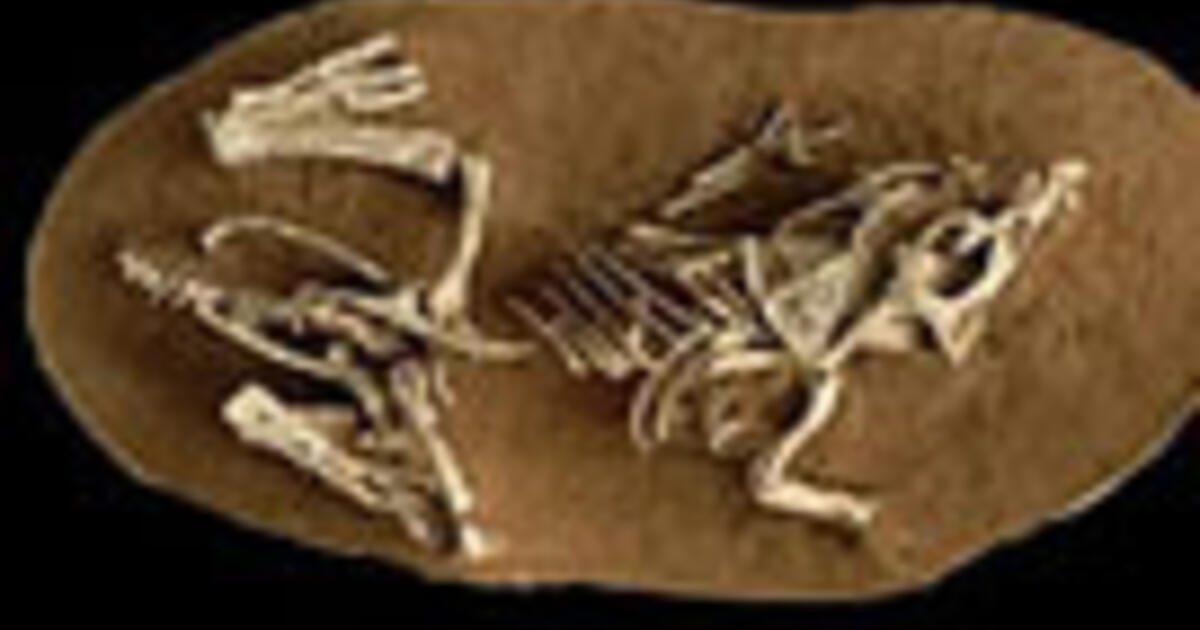 Bones...and Beyond | AMNH