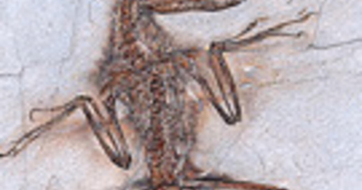 Mass Extinction on Earth, 65M Years Ago: What Happened? | AMNH