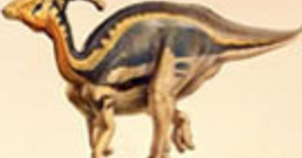 Fighting or Flirting? | AMNH