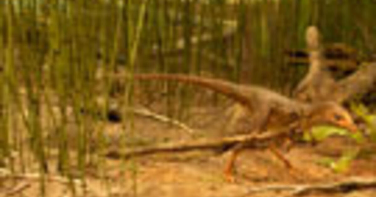 First Impressions | AMNH