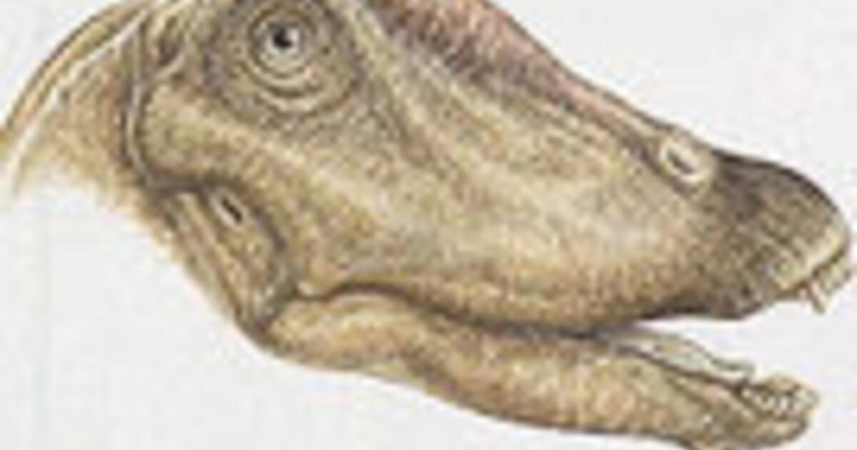 Cows of the Jurassic | AMNH