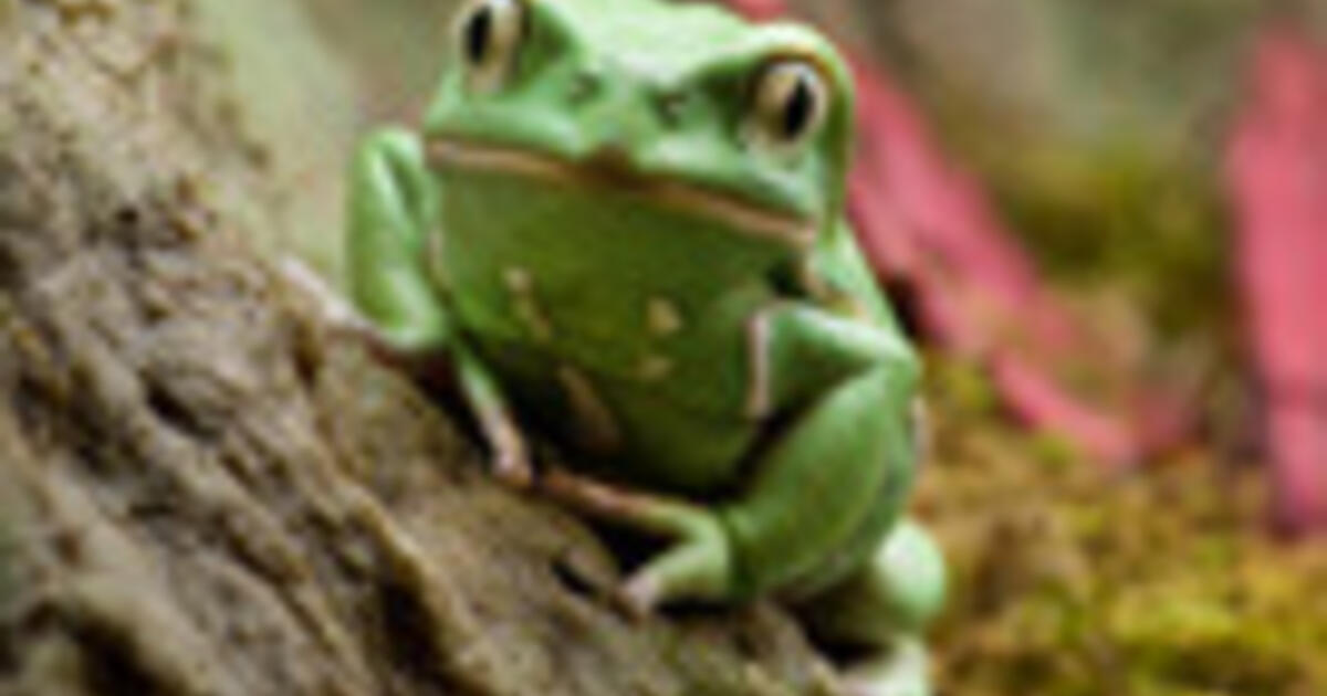 A Frog's Life | AMNH