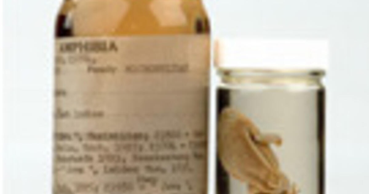 Frog Research at the Museum | AMNH