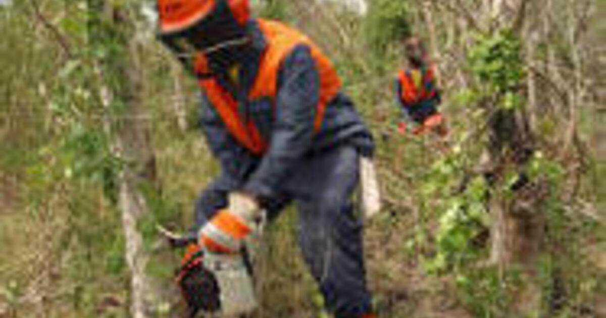 Working for Water | AMNH