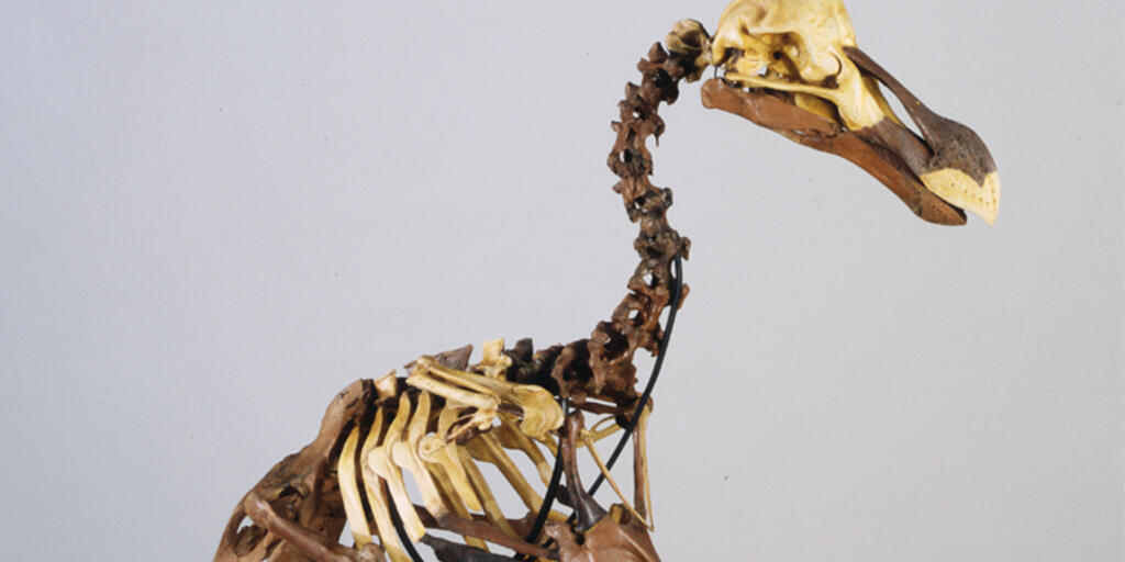 real dodo skeleton