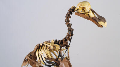 The Dodo Bird