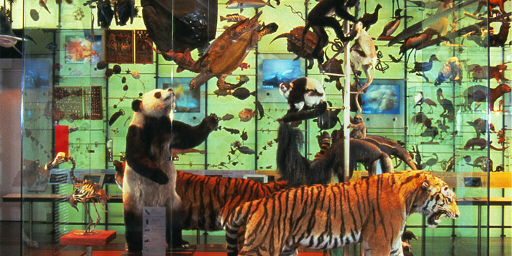 endangered animals display
