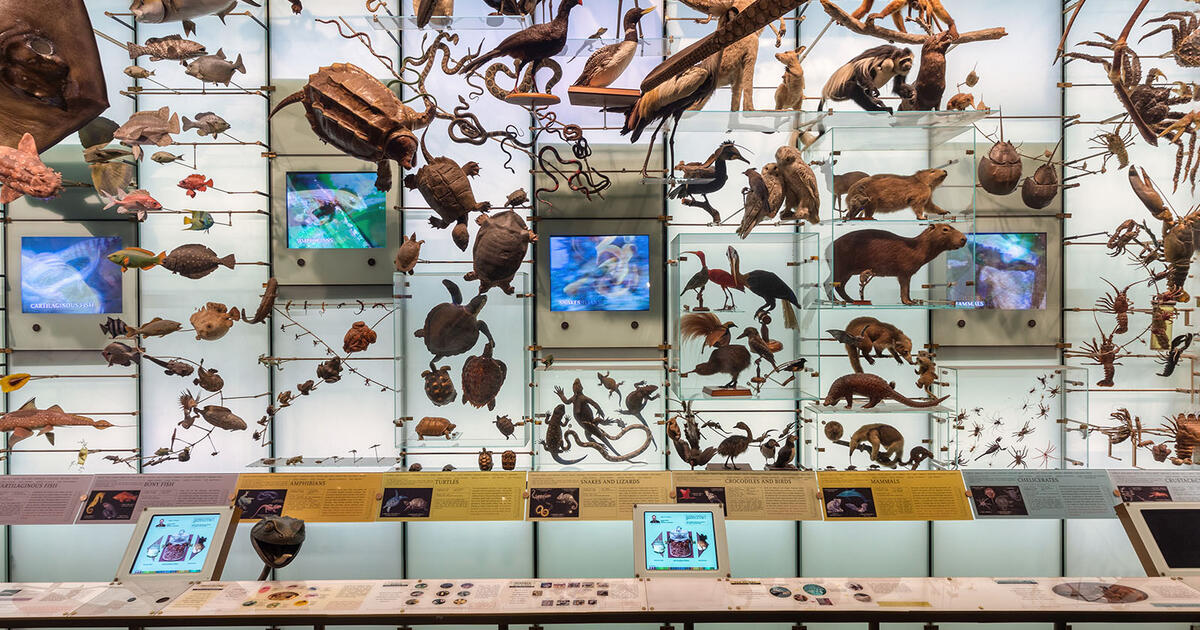 The Spectrum of Life: Theodore Roosevelt Hall of Biodiversity | AMNH