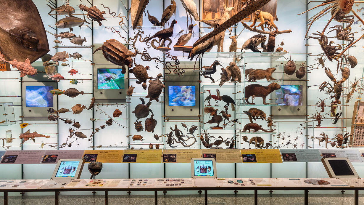 The Spectrum of Life: Theodore Roosevelt Hall of Biodiversity | AMNH