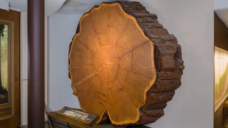 Giant Sequoia Tree | American Museum of Natural History