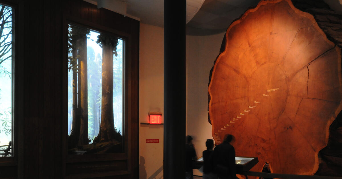 North American Forests: Permanent Exhibit Halls | AMNH