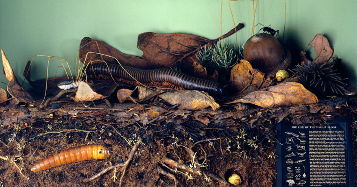 Life on the Forest Floor | AMNH