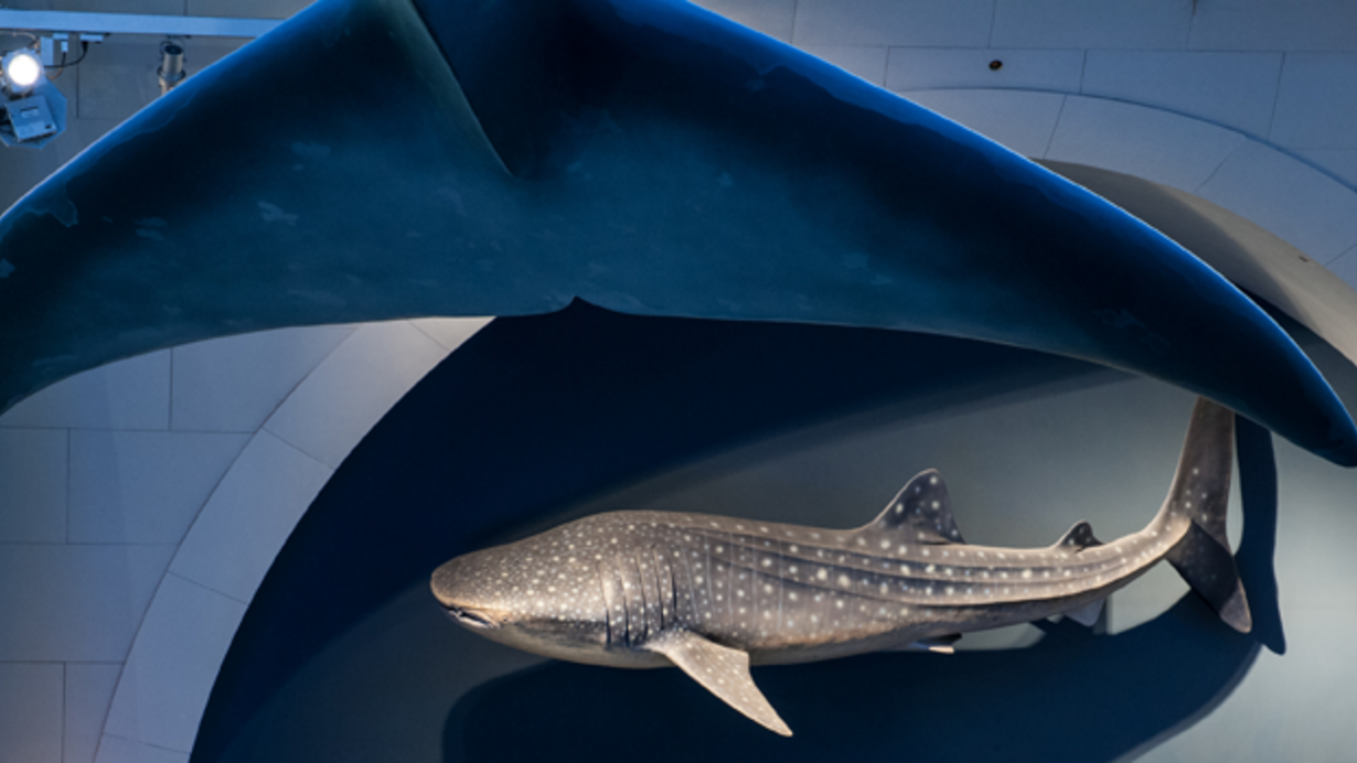 Whale Shark Model | AMNH