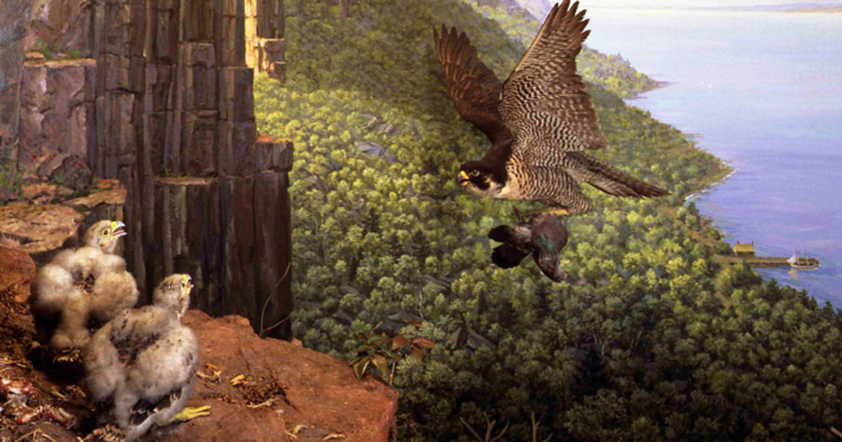 Peregrine Falcon | AMNH