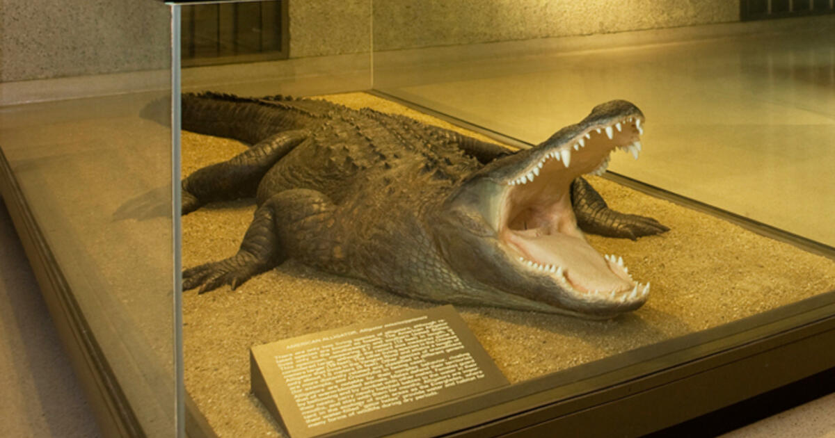 Alligator Exhibit Sponsored: Alligators At Audubon Zoo In New Orleans