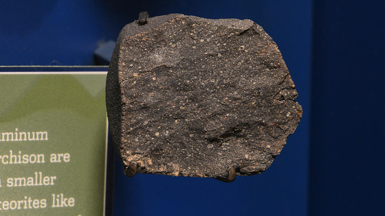 Murchison (AMNH 4378) | AMNH