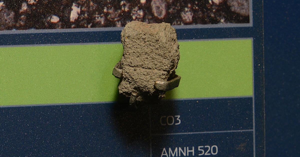 Ornans | AMNH
