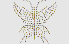 Aurora Butterfly of Peace | AMNH