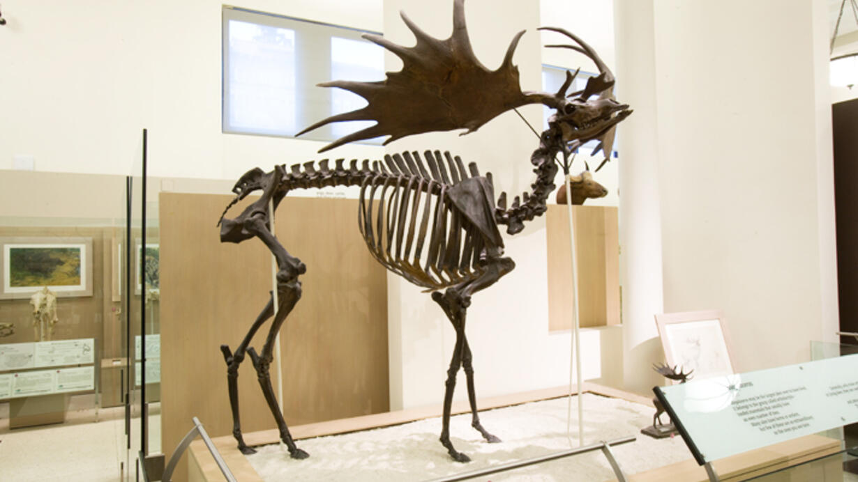 Irish Elk | AMNH