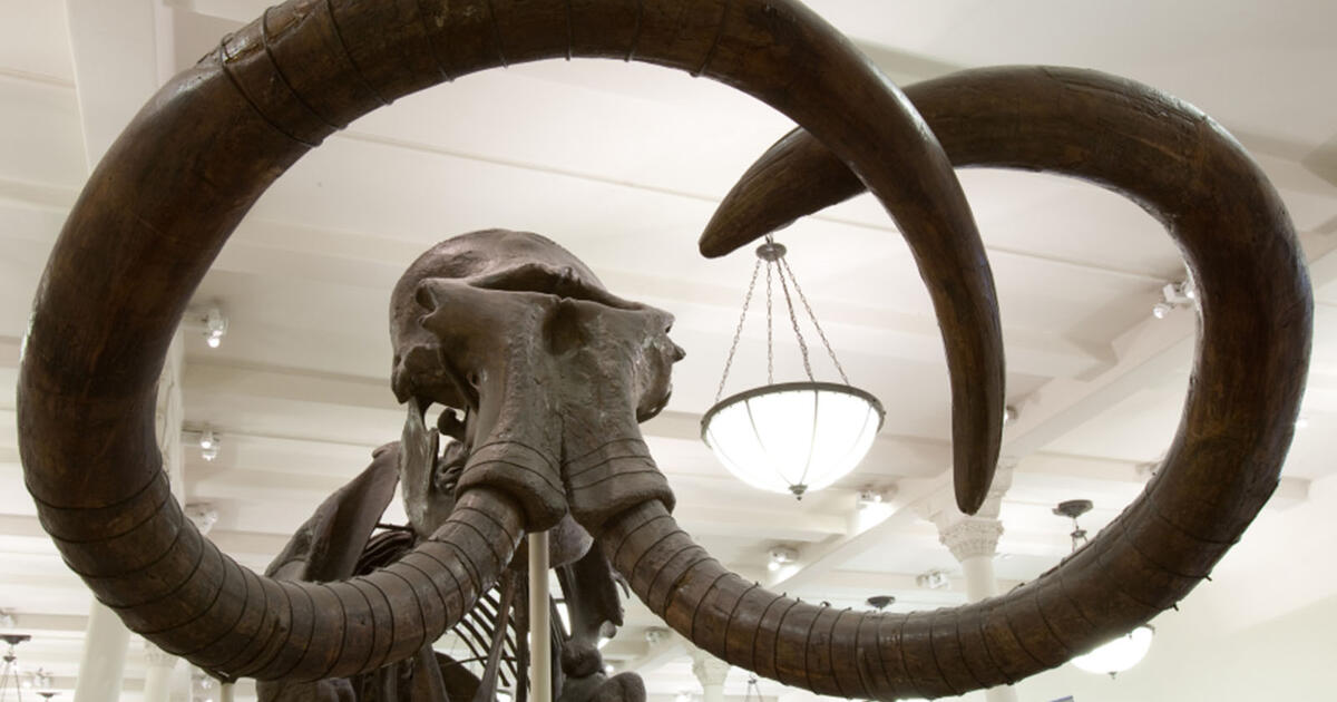 Mammoth Skeleton