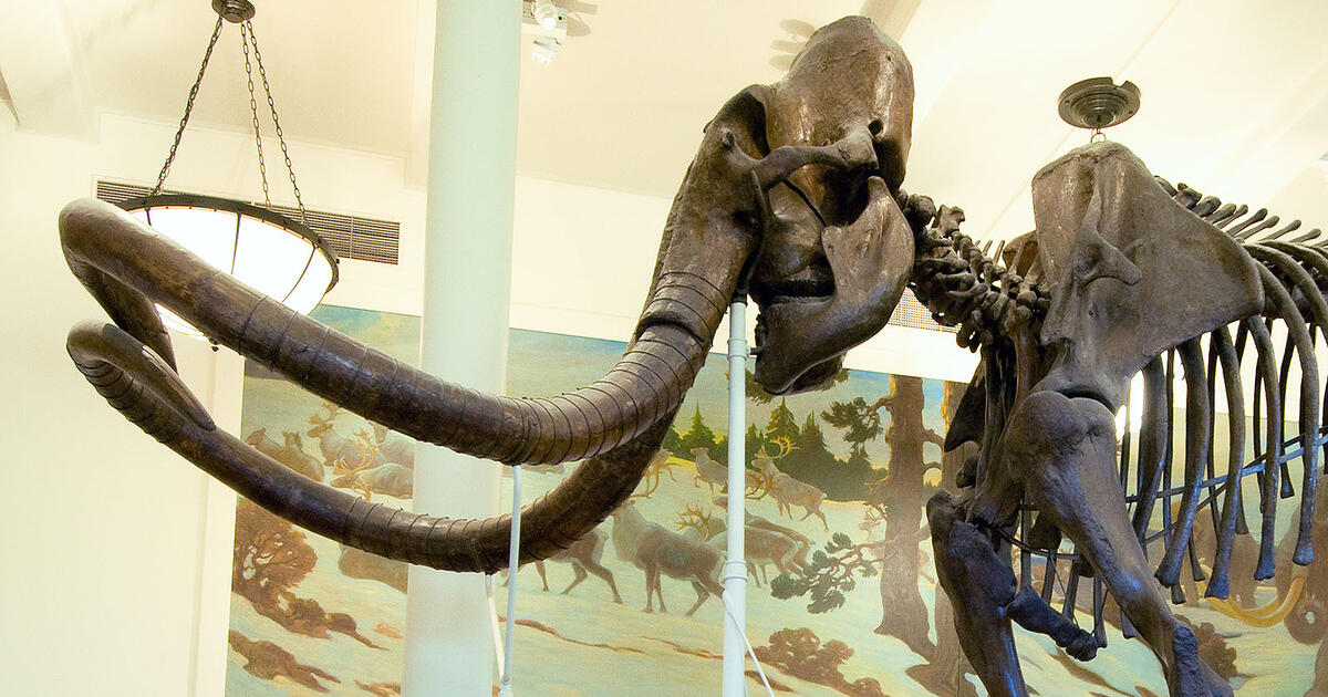 Mammoth Skeleton