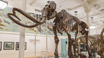 Mammoth Skeleton