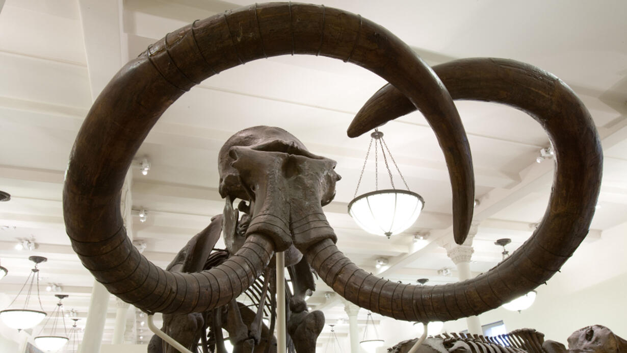 Mammoth Skeleton