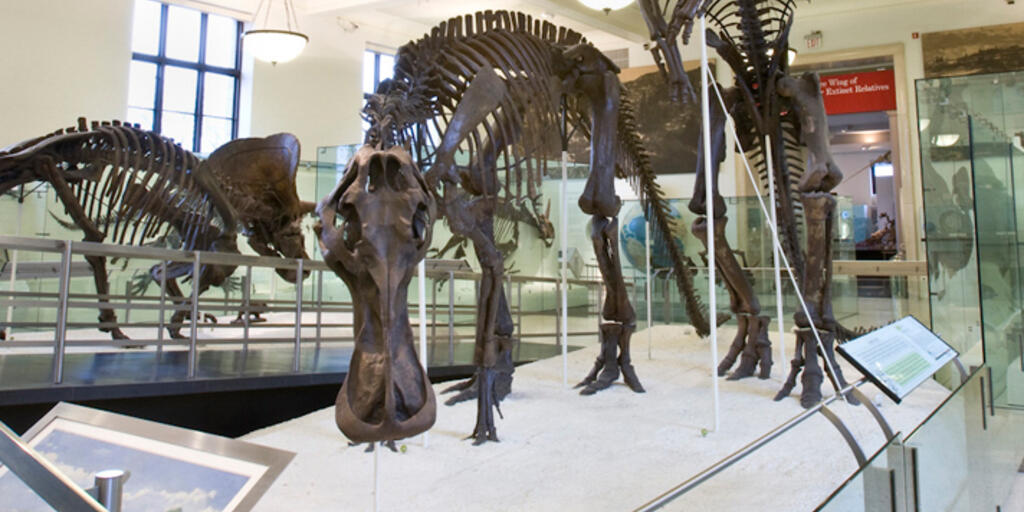 anchisaurus skeleton