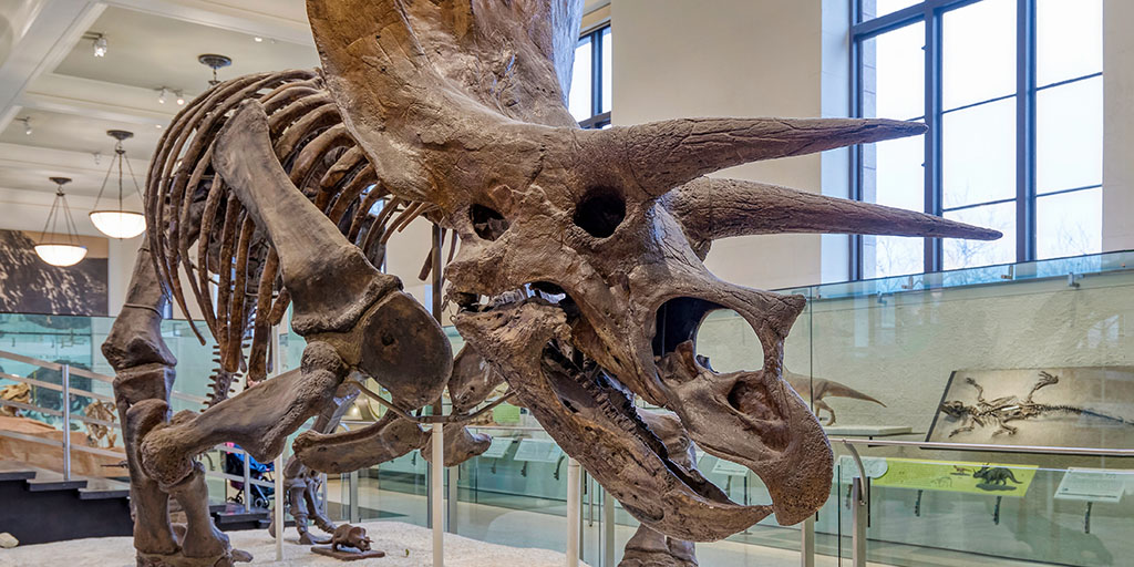 Triceratops Head Fossil