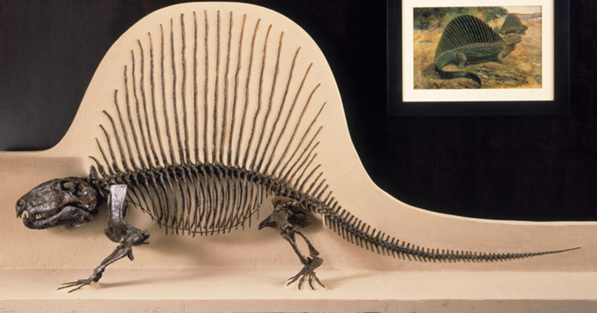 Dimetrodon