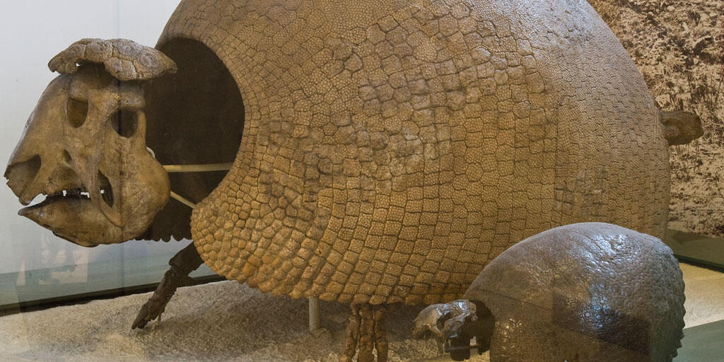 glyptodon shell