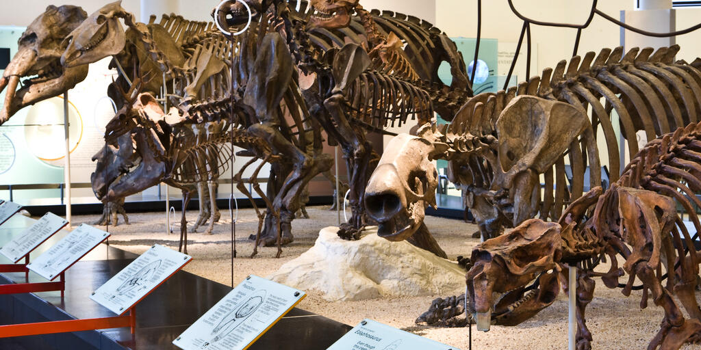 Mammal Fossils