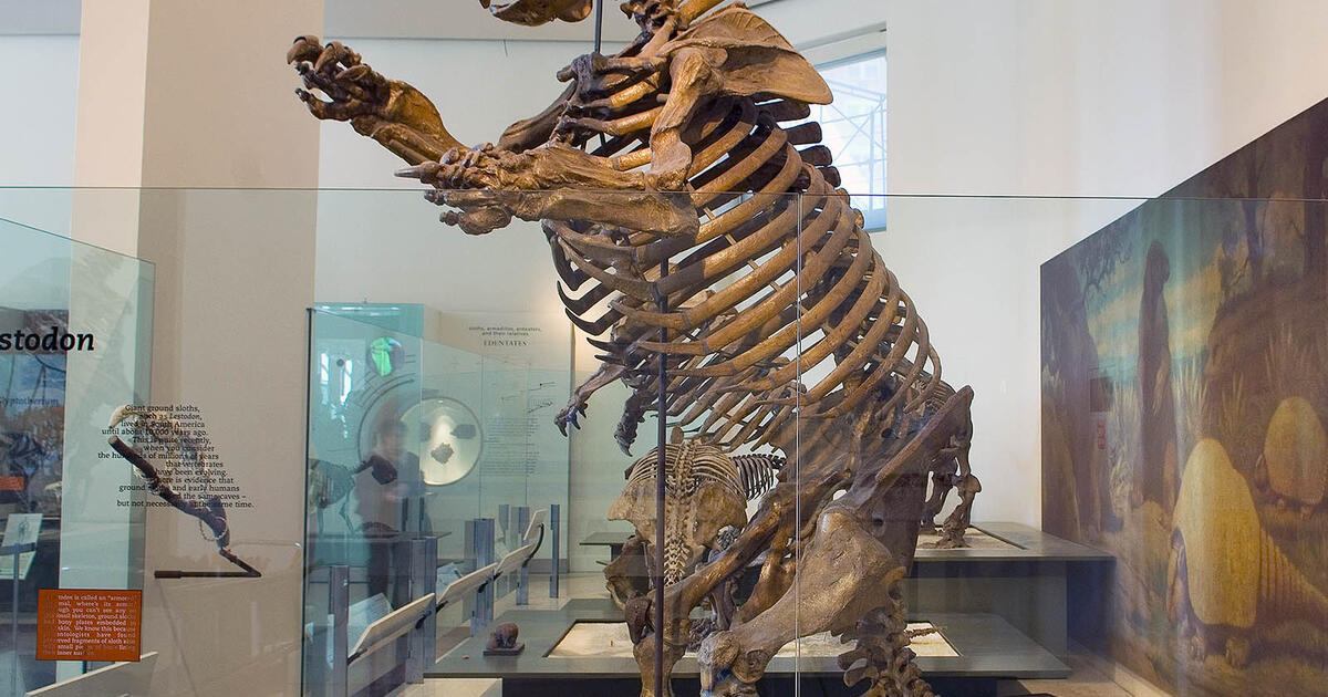 Lestodon: Prehistoric Ground Sloths