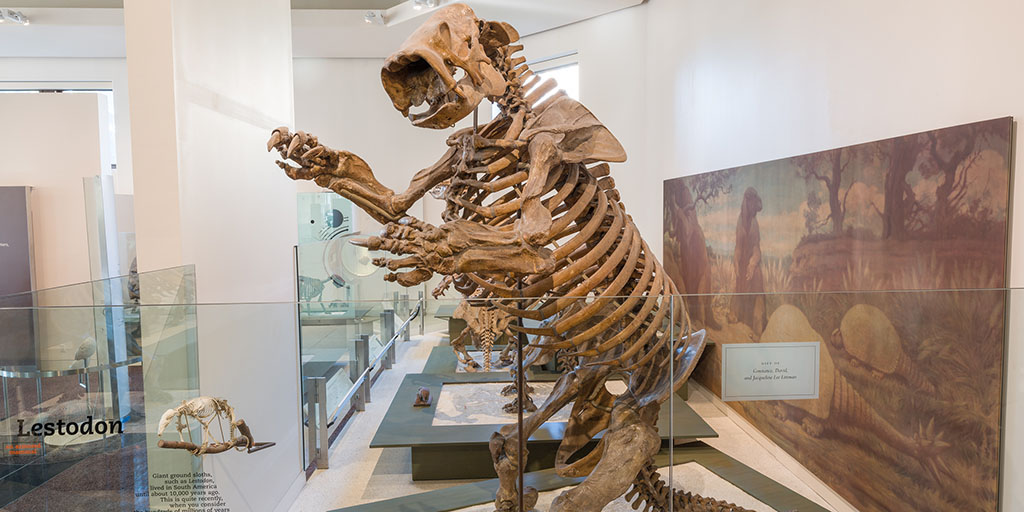 ground sloth skeleton